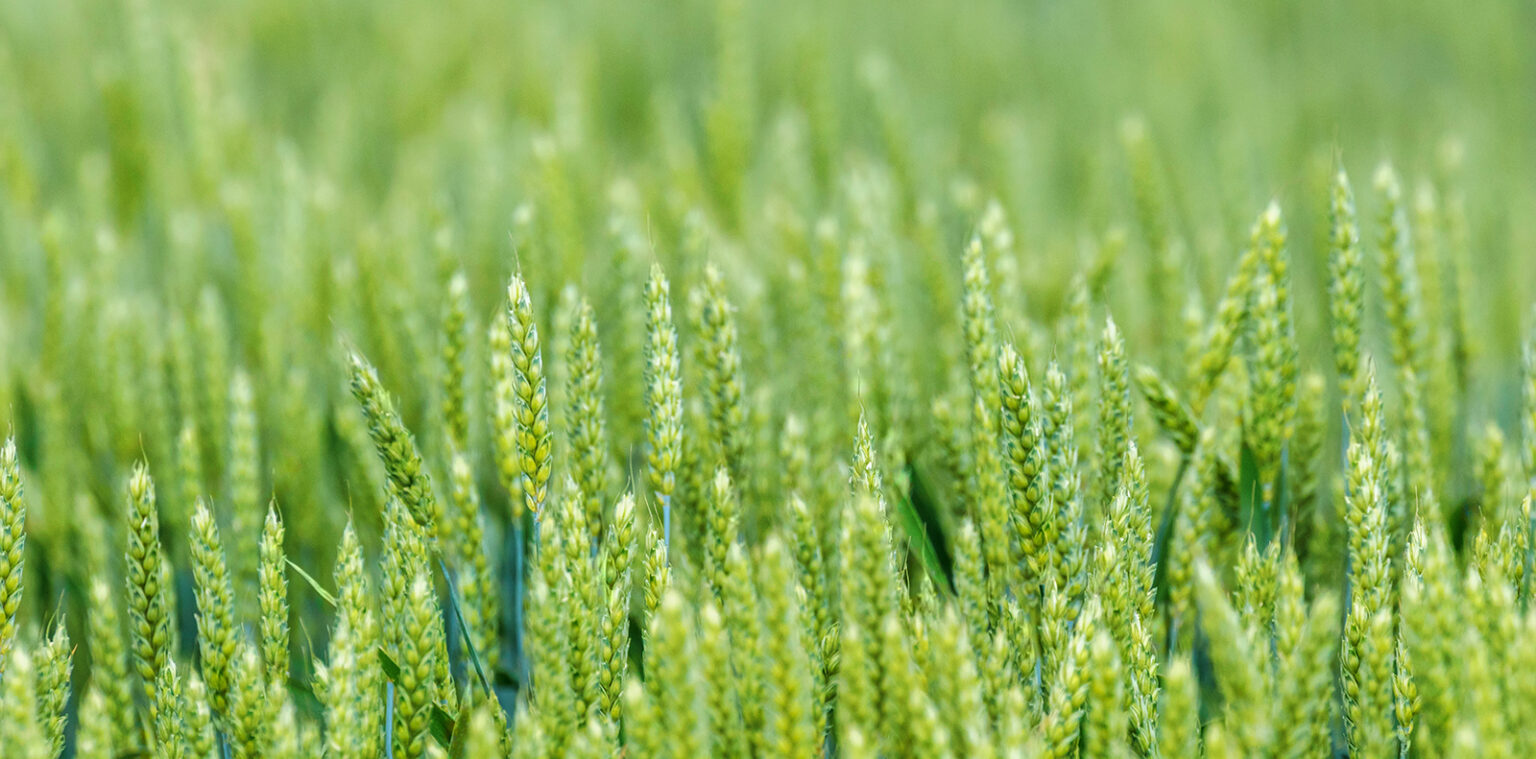 ECAF - ECAF