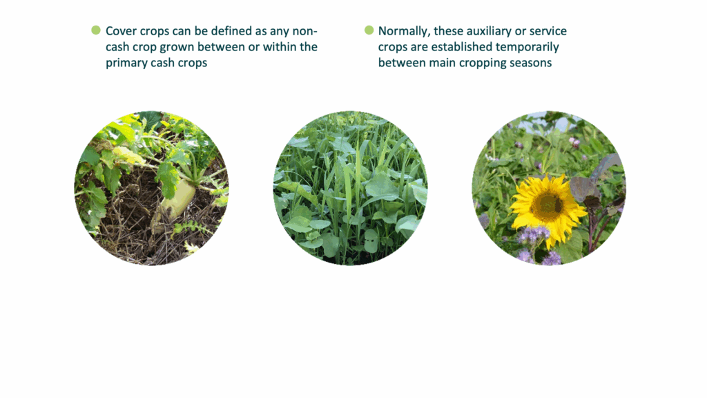 What is Conservation Agriculture? - ECAF
